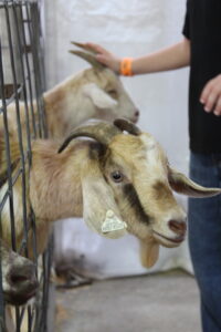 Goat Registry Q&A with the ADGA - Goat Journal